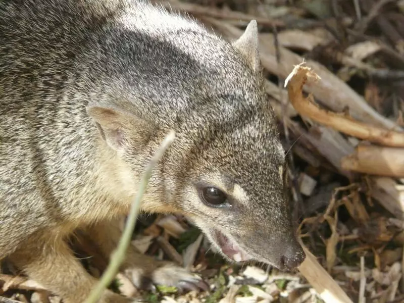 Cunista Malagsi -ga Kooban Kooxdii Mongoose