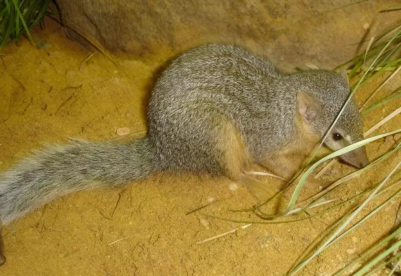 Xaaladda ilaalinta ee Malagasy mongoose cidhiidhi ah