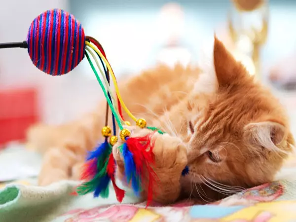 jouets pour chats