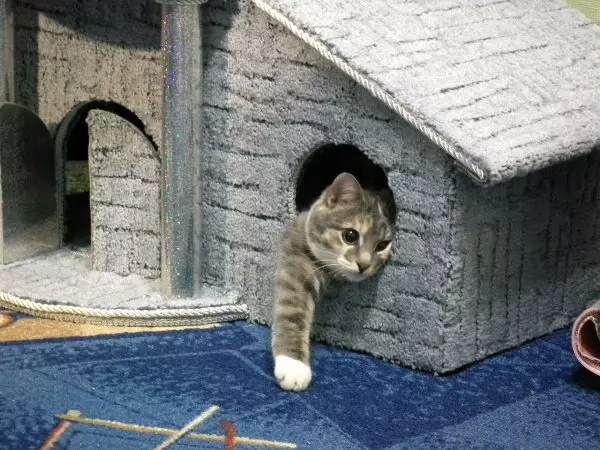 maisons pour chatons