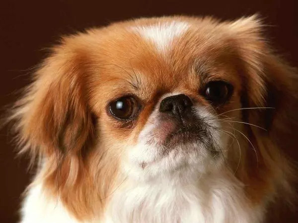 Pekingese