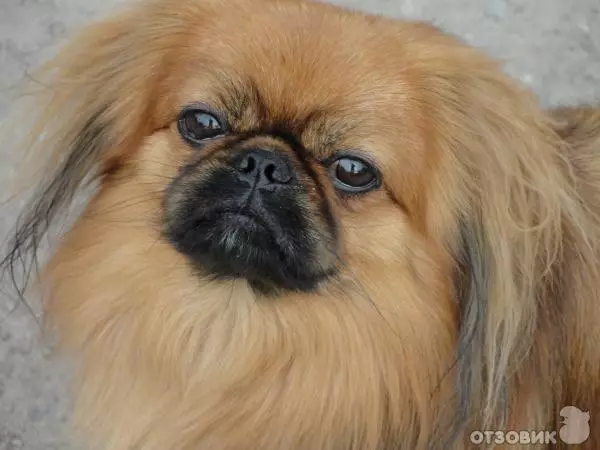 Pekingese