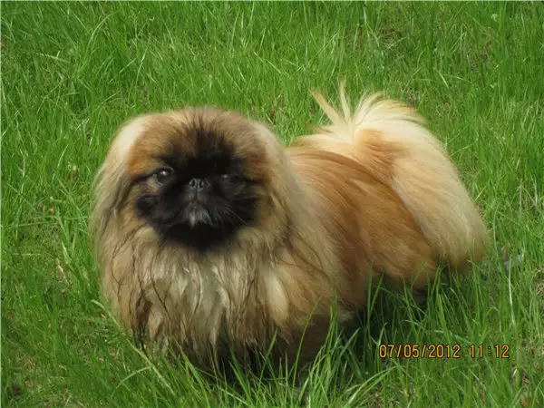 Pekingese - ລັກສະນະຂອງສາຍພັນ