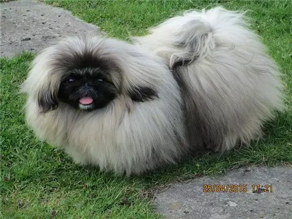 Hond Pekingese