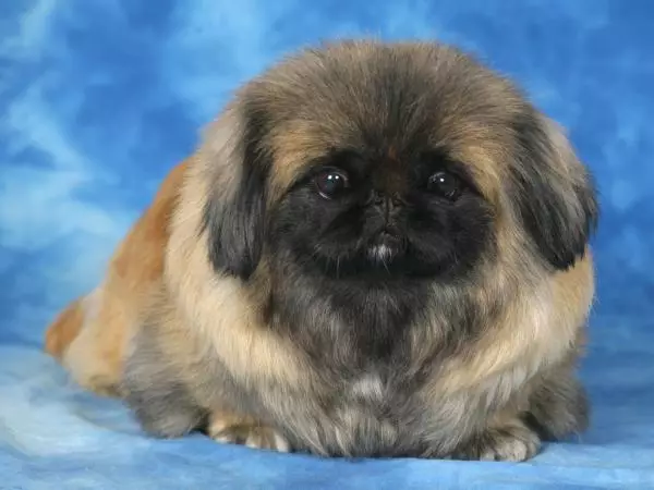 Pekingese Rass