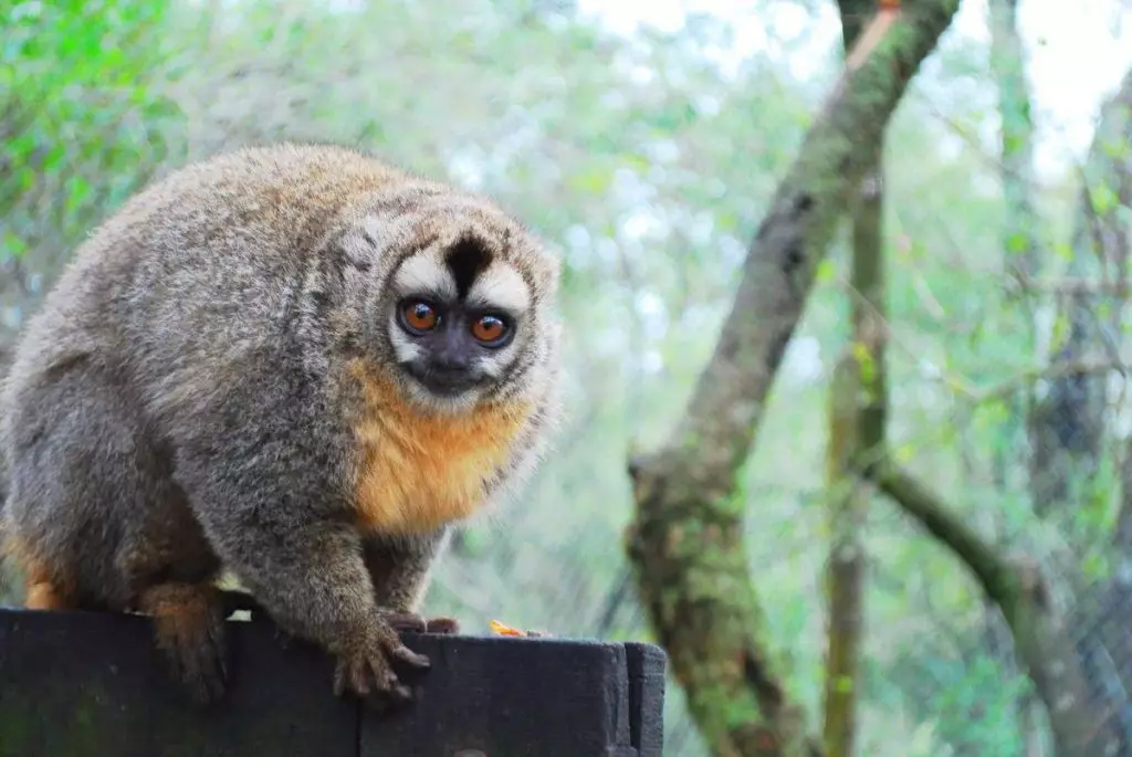 મિરીકિન (lat.Aotus trivirgatus)