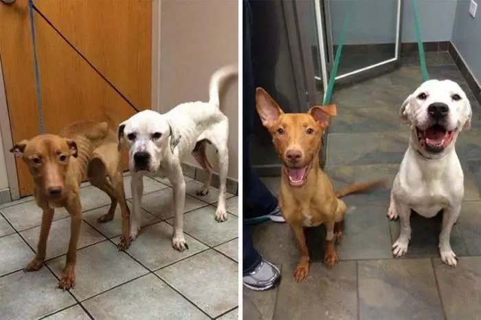 Виснажені собаки з Чикаго - Оскар та Еммі вижили завдяки турботі ветеринарів
