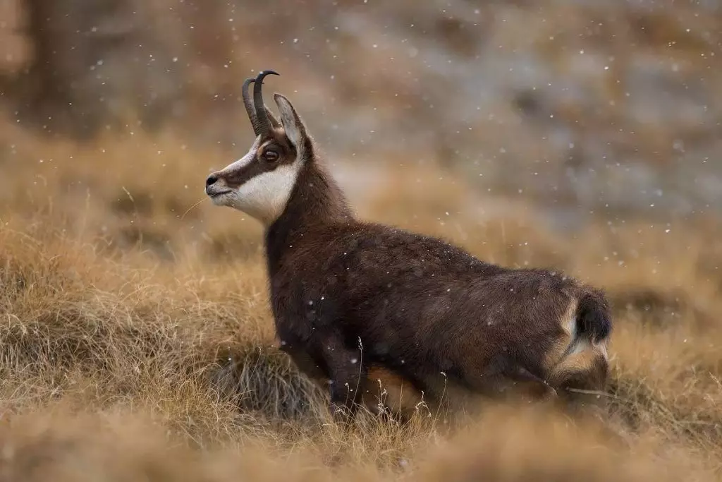 Chamois food consists of young shoots of alpine shrubs and trees, as well as grasses and foliage.