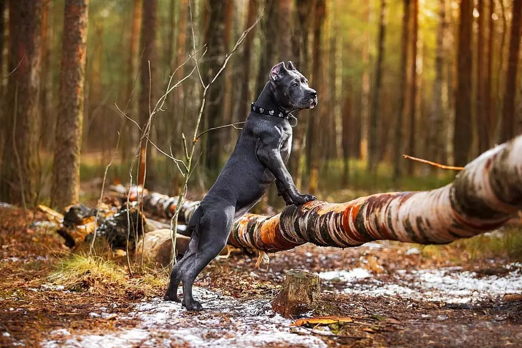 Cane Corso estas posteulo de la antikvaj romiaj batalantaj gladiatorhundoj.