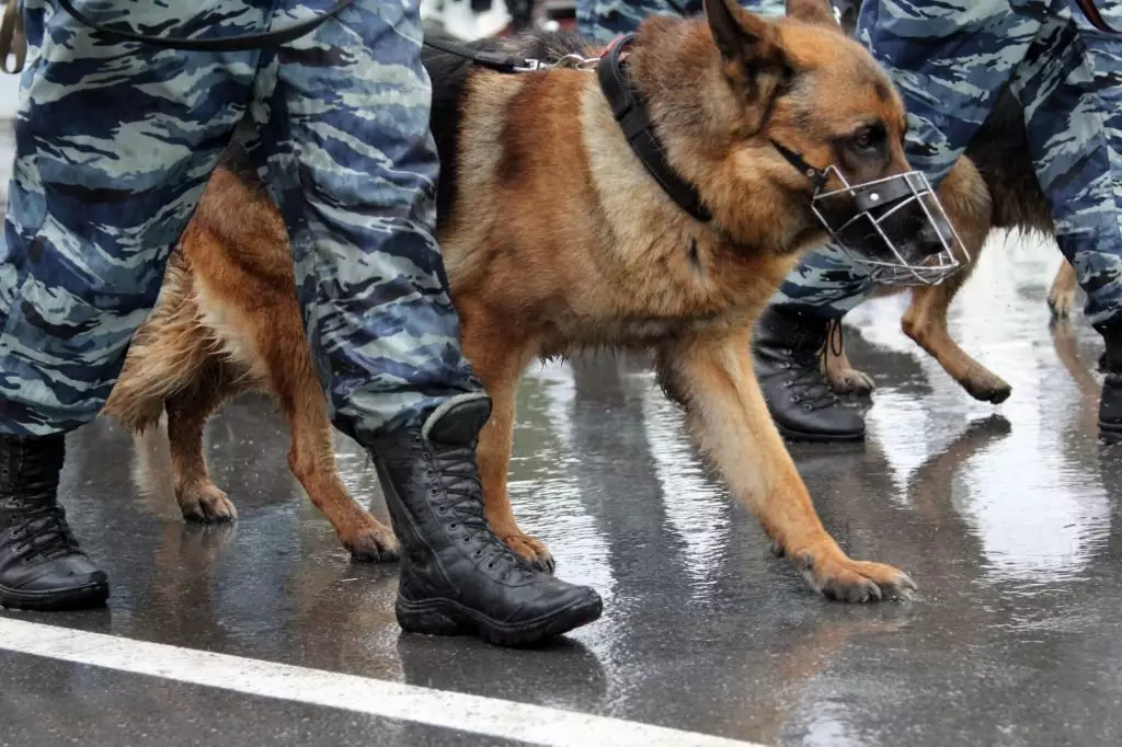 Nuntempe batalantaj hundoj estas vaste uzataj en policaj agentejoj, por serĉi kontraŭleĝajn varojn, ktp.