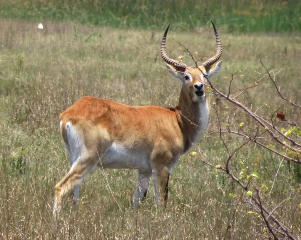 Liči (Kobus leche).