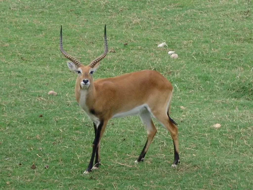 मादाओं के झुंडों की संख्या कई हजार व्यक्तियों तक पहुँचती है।