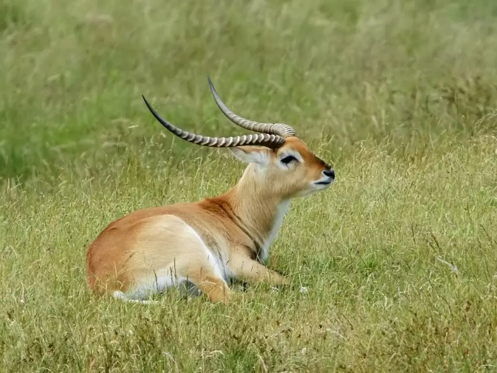 Nisi o lesi subspecies ua manatu nei ua uma.