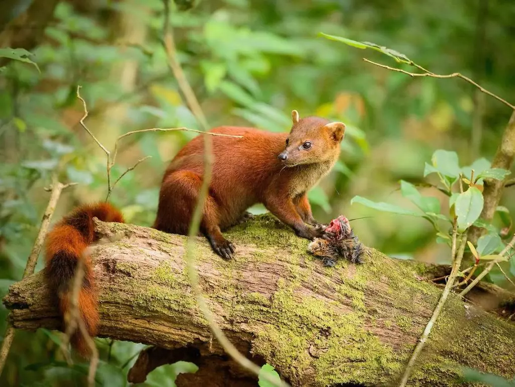 Dabbar mongoose (Galidia elegans)