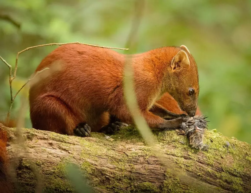 Dabbar mongoose (Galidia elegans)