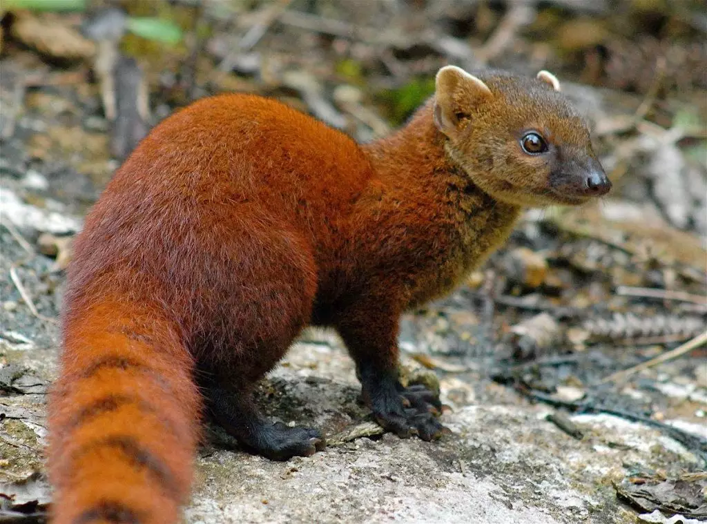 Mongoose ta 'denbu mdawwar (Galidia elegans)