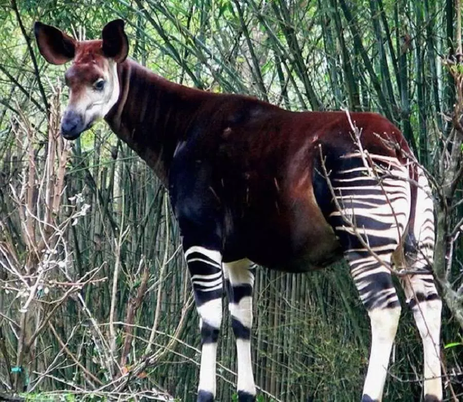 Okapi, dia zirafah zebra. Mamalia ini tidak seperti makhluk lain di planet ini.