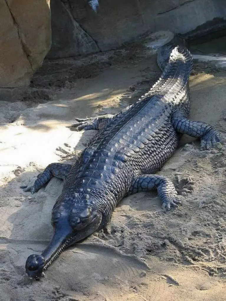 Gangga gavial. Reptilia yang tidak biasa berasal dari India. Tidak seperti wakil keluarga buaya yang lain, spesies ini mempunyai kesempitan