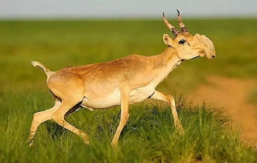 Saiga, atau saiga. Watak (sunting)