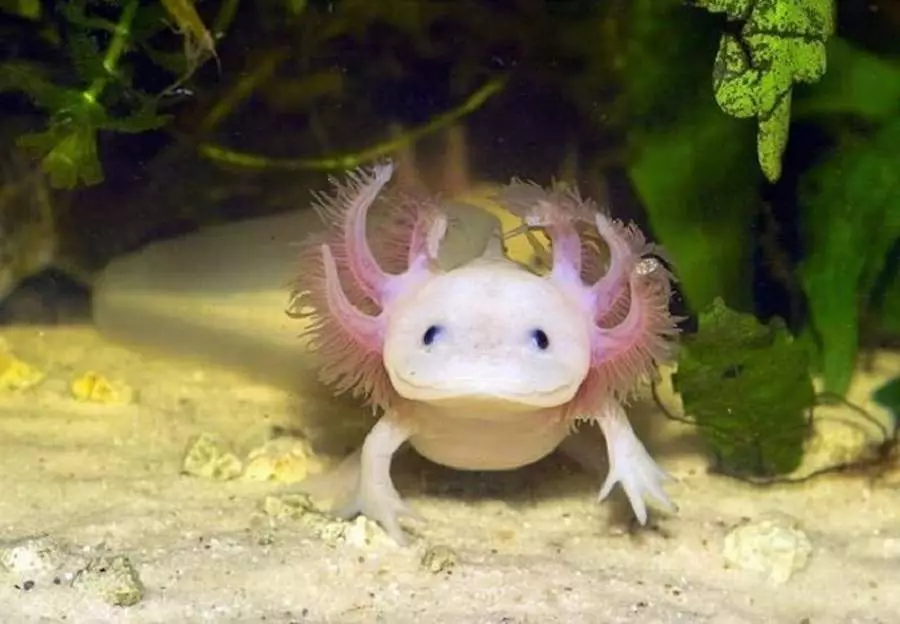 Haluan esitellä teille Axolotlin. Tämä on niin sanottu välivaihe ambistoma -nimisen eläimen (sammakkoeläimen) kehityksessä. Mutta toisin kuin muut