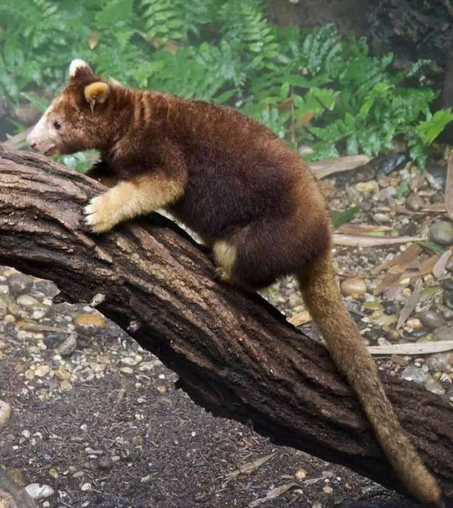 Separuh beruang, separuh kanggaru ... Inilah haiwan yang disebut pokok kanggaru. Haiwan ini tinggal di kepulauan New Guinea.