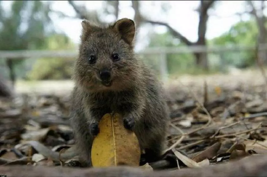 Kanggaru quokka adalah salah satu haiwan yang paling popular di Australia. Spesies ini disenaraikan dalam Buku Merah Antarabangsa. Haiwan ini sama sekali tidak takut kepada orang.