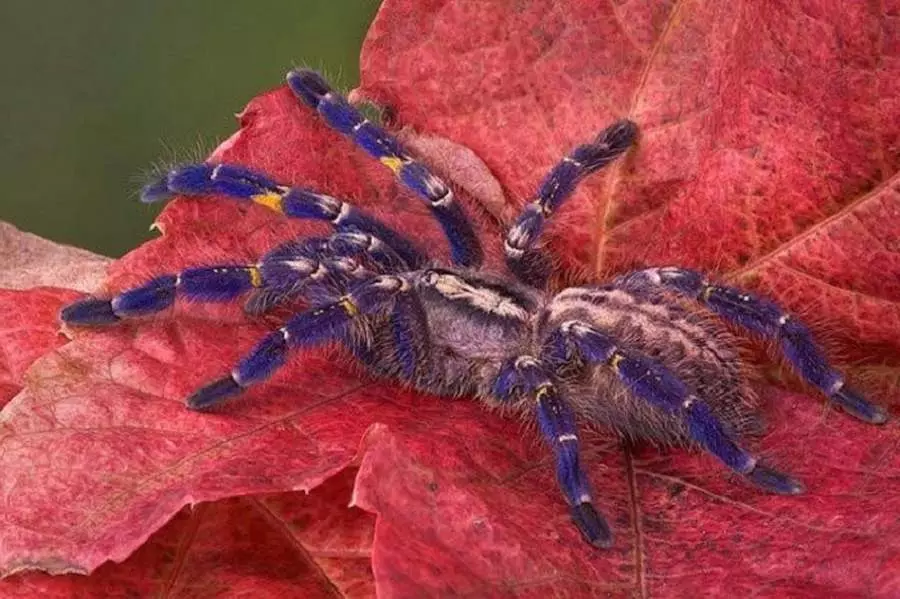 Koristeellinen tarantula. Tämän tyyppisellä hämähäkillä on epätavallisen kaunis, maalattu runko. Tämä olento elää