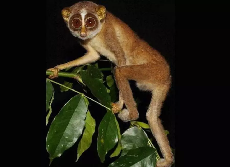 Spesies primata ini (dari keluarga Loriev) benar-benar kelihatan seperti makhluk asing: mata bulatnya, hidung sempit dan moncong yang tidak biasa - semua yang ada di dalamnya mengkhianati