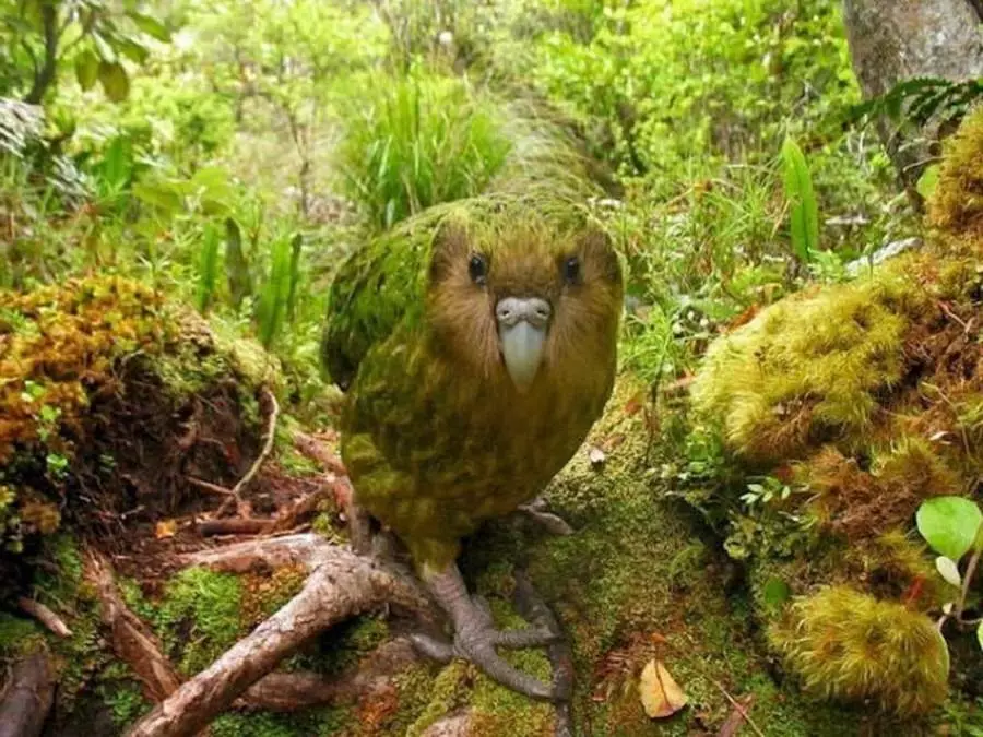 นกแก้วนกฮูกเขาเป็น - kakapo น่าแปลกที่เขาไม่เหมือนกับนกแก้วตัวอื่น เขาบินไม่ได้ นกตัวนี้อาศัยอยู่ในออสเตรเลีย