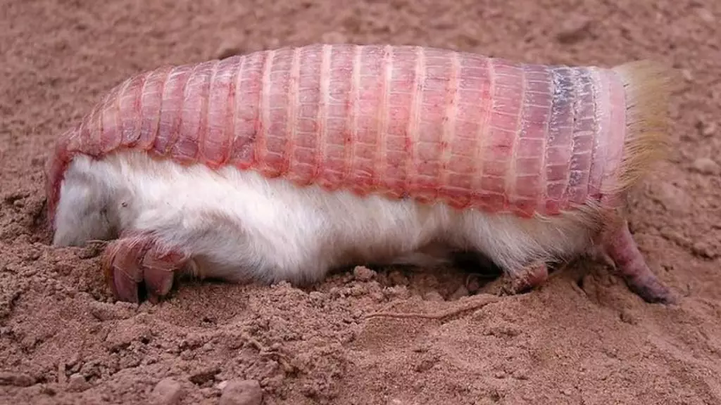 I-armadillo ethosiwe (iChlamyphorus truncatus)