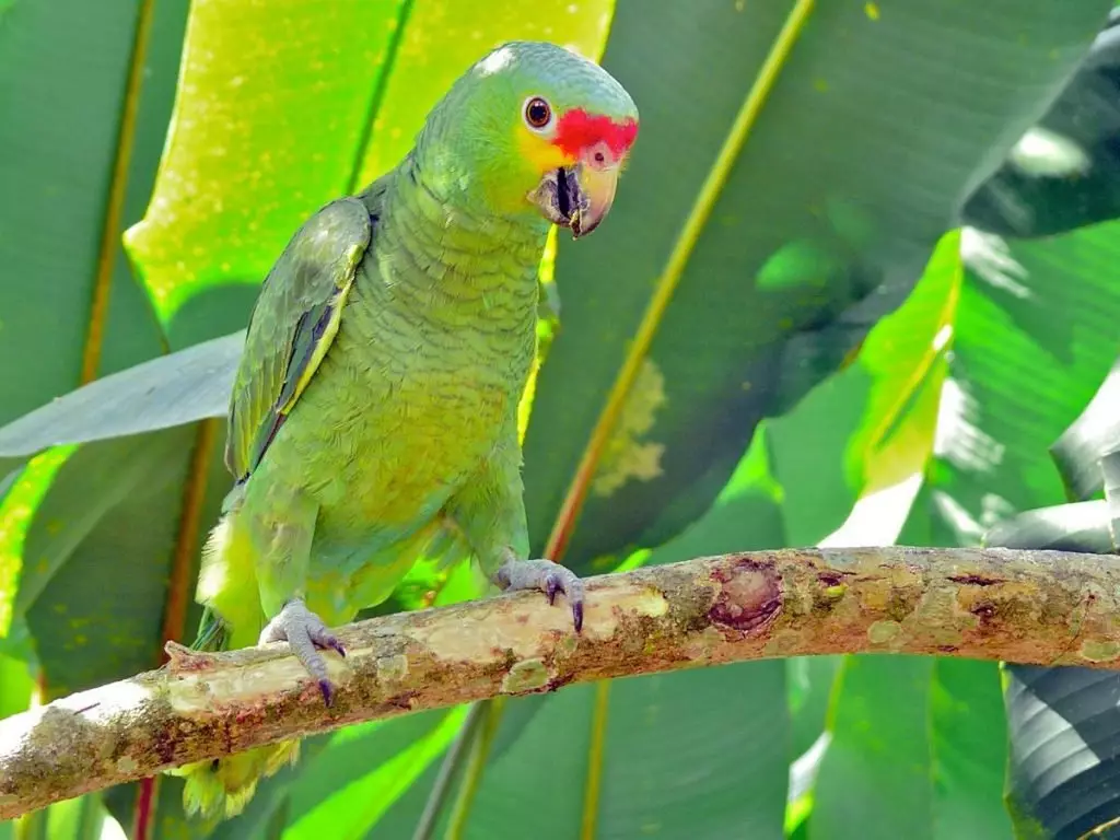 Punase rindega Amazon: kus elab Yucatani papagoi?