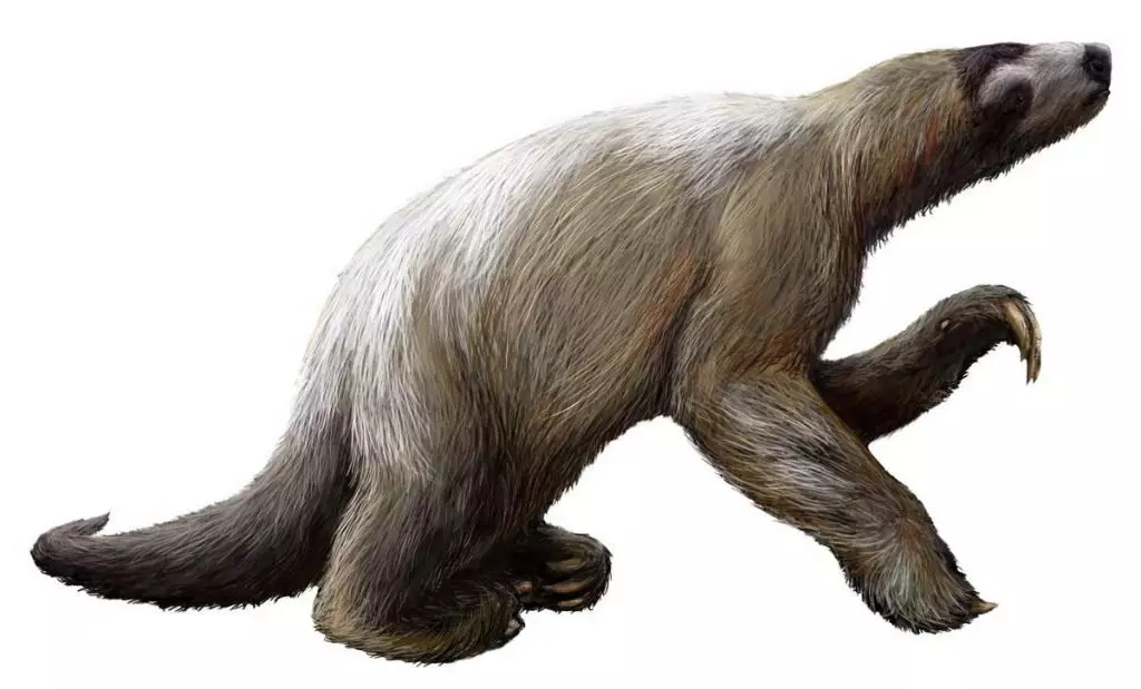 Li-sloth tse kholo (Folivora).