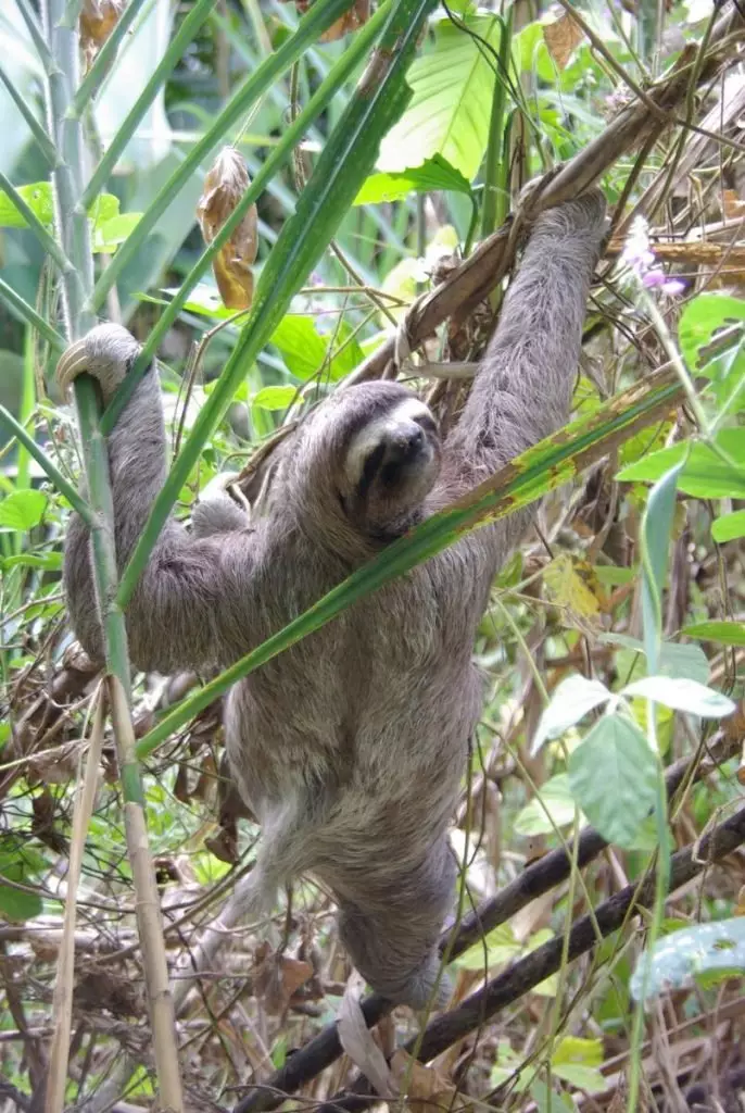 Tofauti na vibanda vya kisasa, binamu zao kubwa hawakuishi kwenye miti, lakini chini.