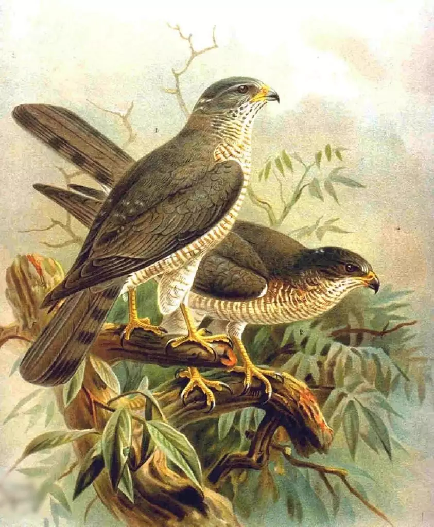 Tyvik Eropa (Accipiter brevipes).