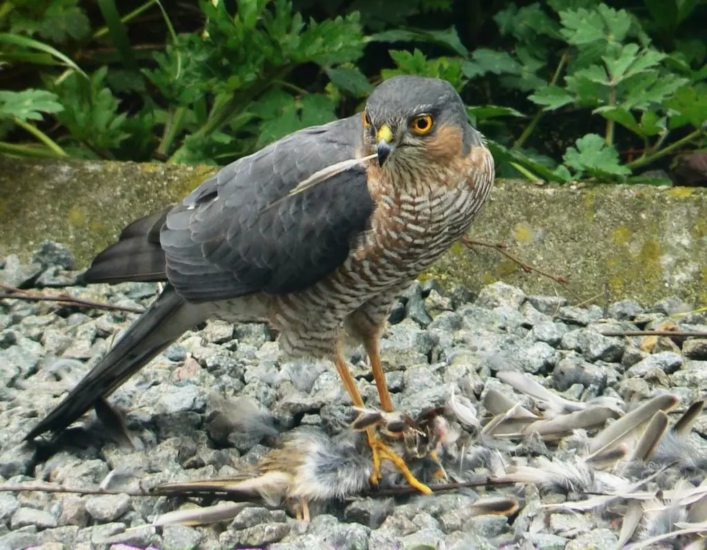 Tyvik Eropa, atau elang berkaki pendek, adalah spesies burung pemangsa yang bermigrasi dari keluarga elang.