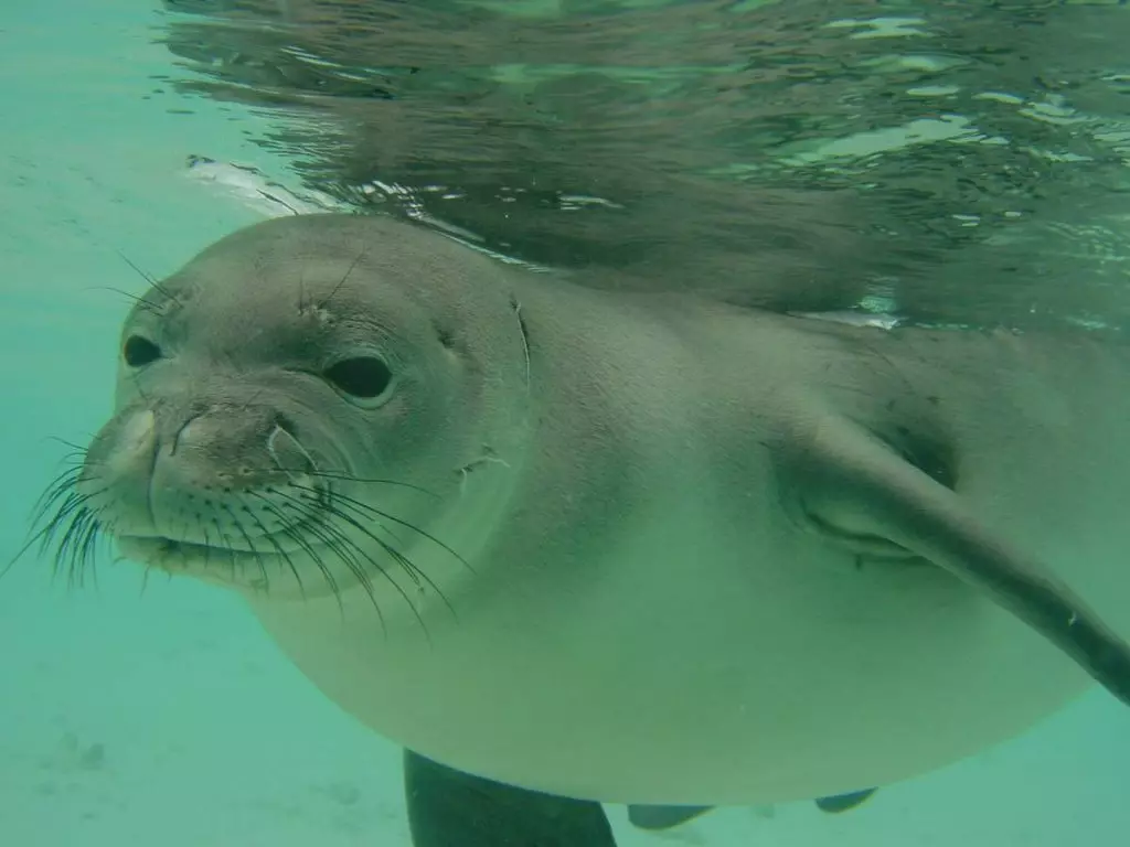 Segel bodas-diboncéng (Monachus monachus).