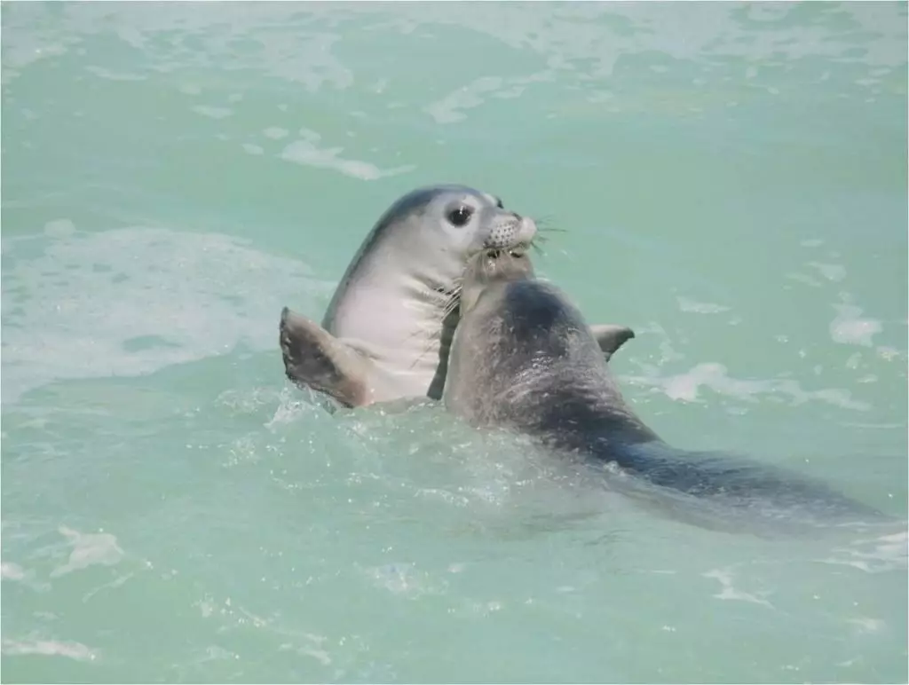 Bisan pa sa kamatuoran nga ang monk seal gipanalipdan sa balaod sa baybayon sa Bulgaria, ang ihap niini nagpabilin nga pareho.