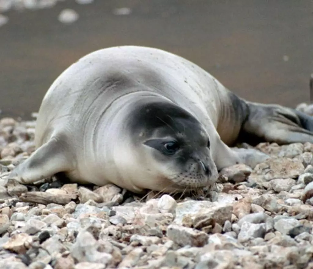 Ukukhulelwa kwe-monk seal yabesifazane kuthatha izinyanga eziyi-10-11. Abesifazane bondla izingane amasonto ayi-6-8.