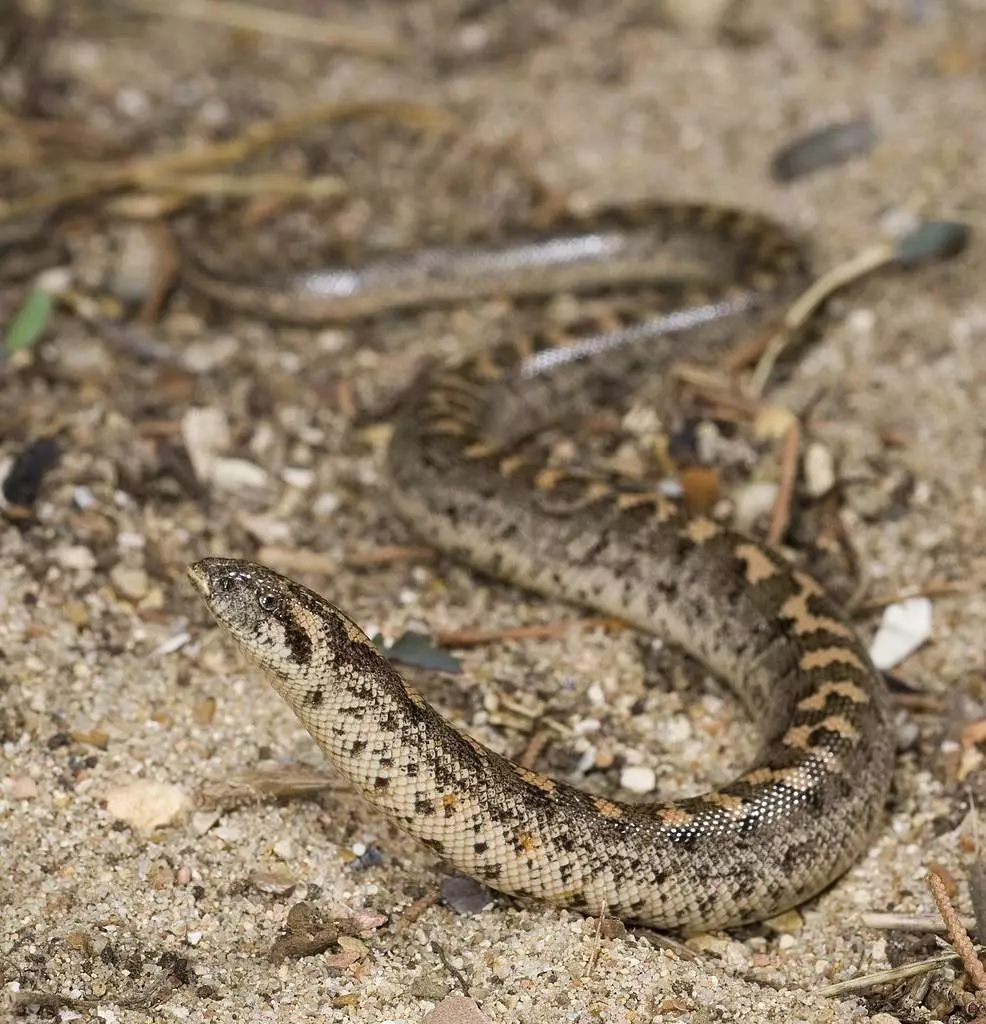 Daglig aktivitet er skumring-natt, boa constrictors kan bli funnet i første halvdel av natten.