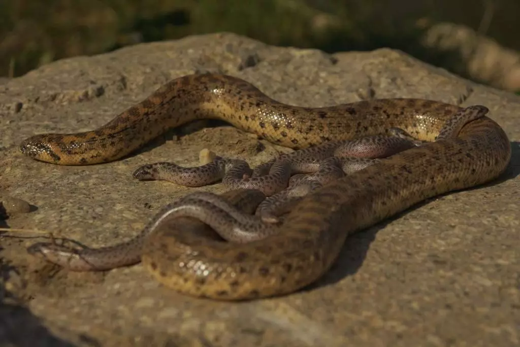 Alle boa constrictors er ovoviviparøse, hunnen føder opptil 20 unger.