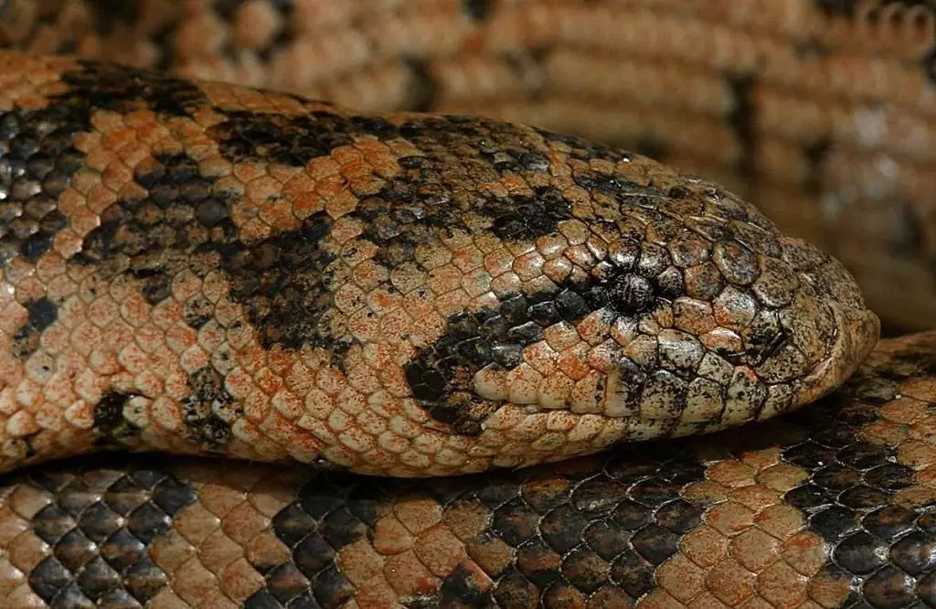 A Zentralasien gëtt den ëstlechen Boa -Konstriktor giess vun de groe Monitor Eidechs, Fuuss, Eilen, Réivillercher an Ouerkierpelen.