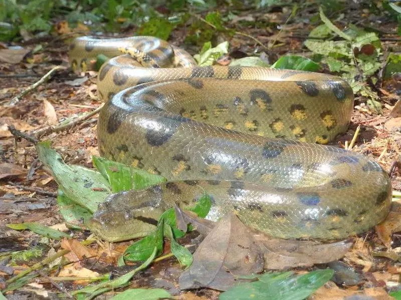 Green anaconda (Eunectes murinus)