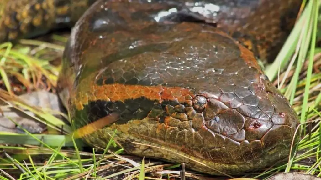 Green anaconda (Eunectes murinus)