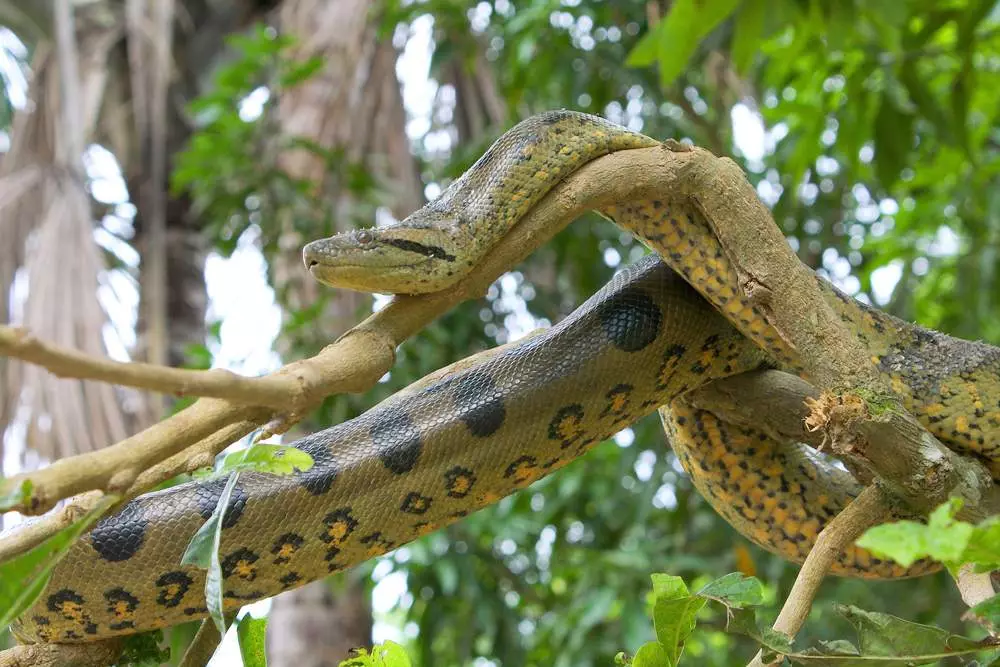 Green anaconda (Eunectes murinus)