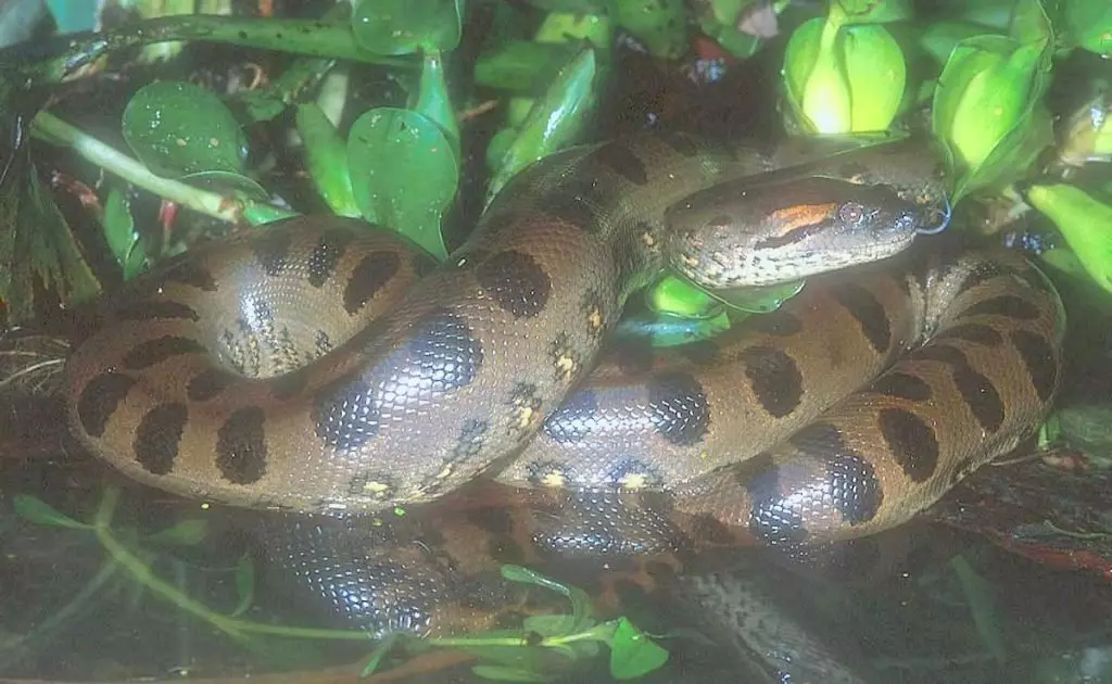 Anaconda héjo (Eunectes murinus)