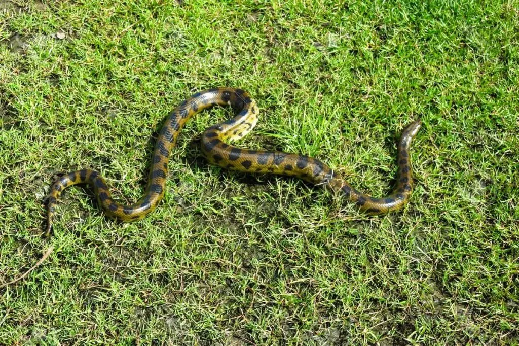 Green anaconda (Eunectes murinus)