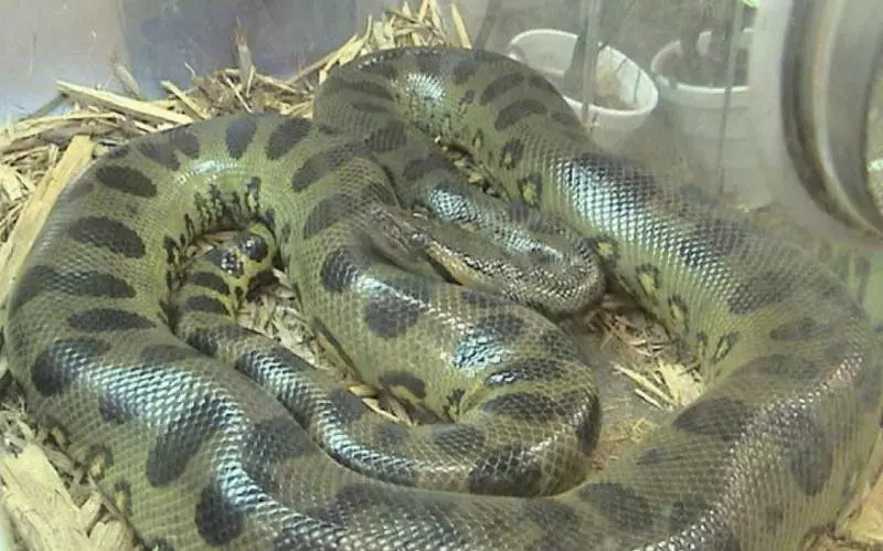 Anaconda héjo (Eunectes murinus)