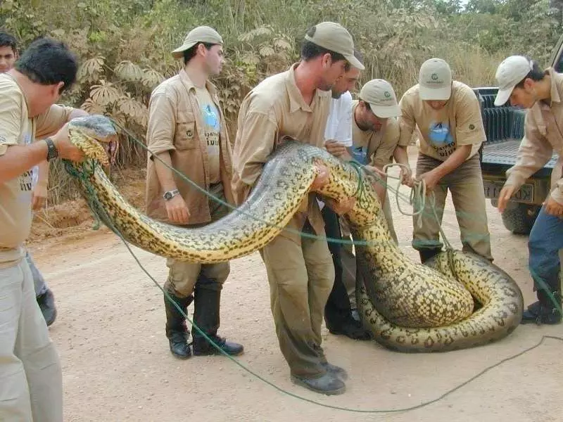 Anaconda héjo (Eunectes murinus)