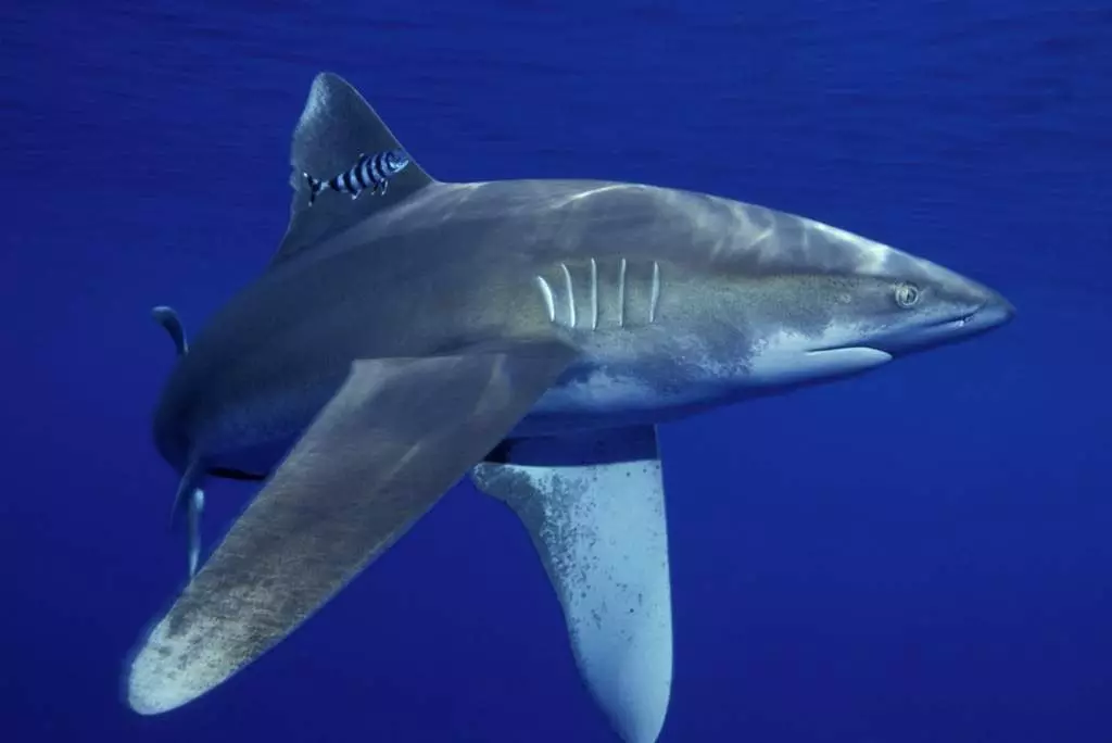 Tiburón de aleta larga (alas largas) (Carcharhinus longimanus)