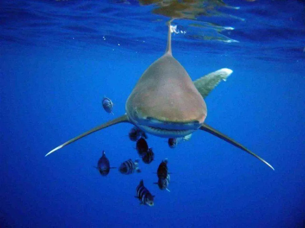 Long-finned (long-winged) shark (Carcharhinus longimanus)